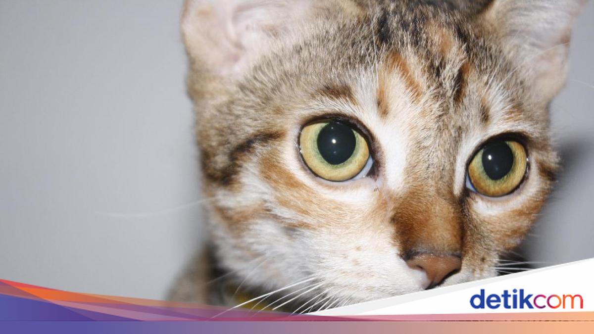Dari Mana Asal Kucing Domestik? Ini Sejarahnya