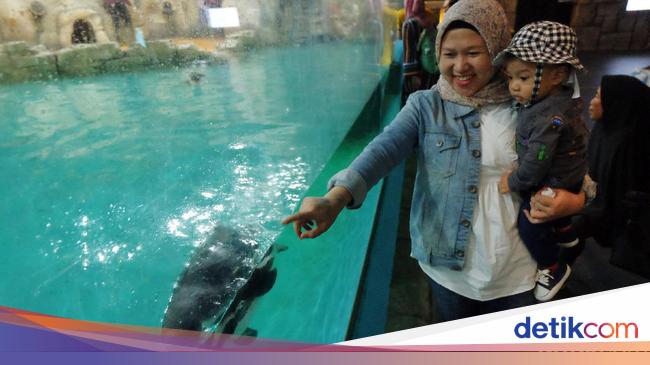 Harga Tiket Ocean Dream Samudra Ancol Mei 2024 Reguler dan Annual