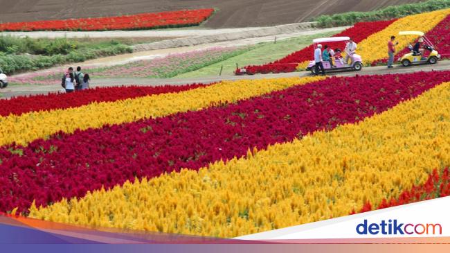 Hamparan Kebun Bunga Cantik di Hokkaido Jepang