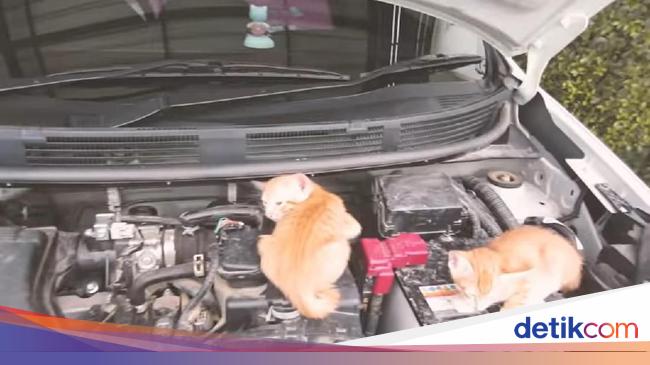 Kenapa Kucing Suka Tidur di Kap Mobil?