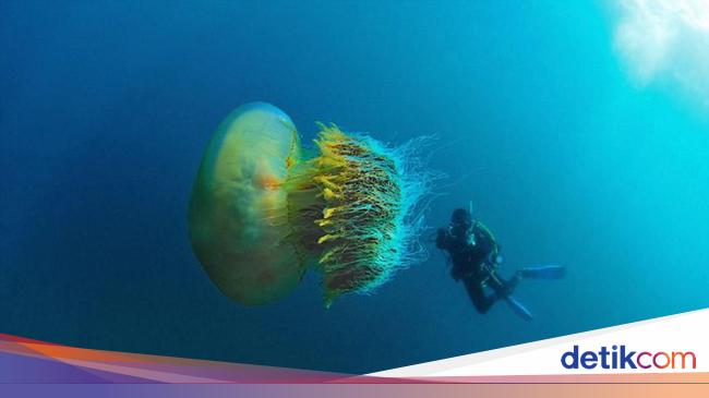 Penuh Racun, Ini 5 Makanan Berbahaya di Dunia yang Masih Bisa Dimakan