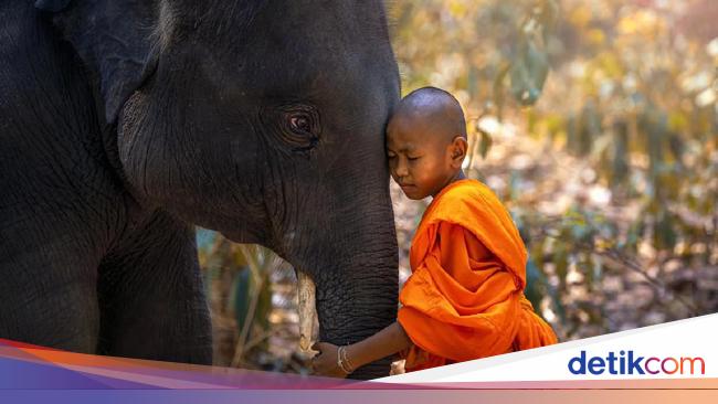 Gajah, Simbol Nasional Thailand yang Terancam Punah