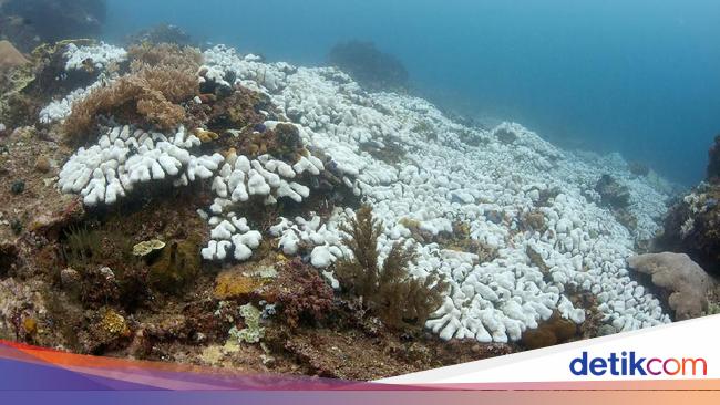 Laut Thailand Mendidih, Terumbu Karang Alami Bleaching