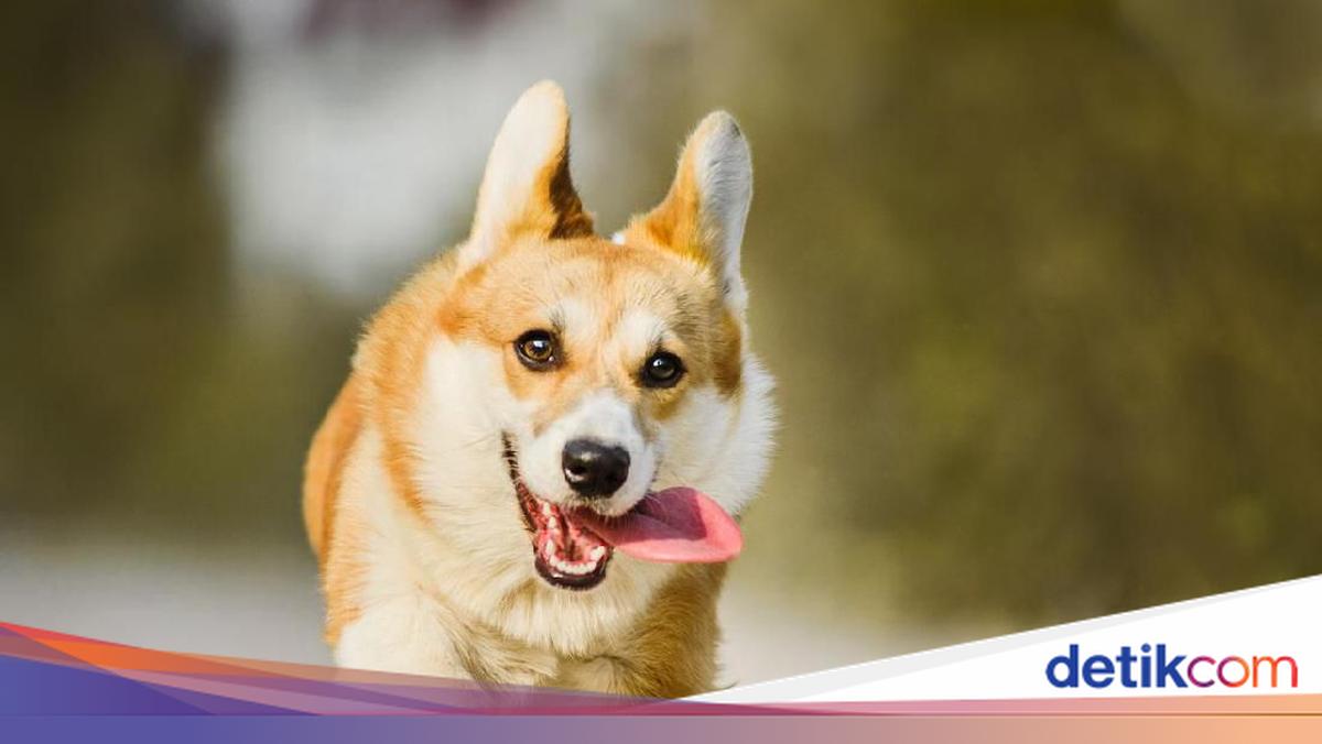 Hukum Memelihara Anjing bagi Umat Islam, Boleh Nggak Ya?