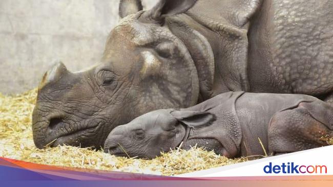 Selamat Datang Bayi Badak Bercula Satu