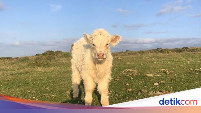Lucu Banget! Akun Twitter Ini Unggah Foto Sapi Imut Setiap Harinya