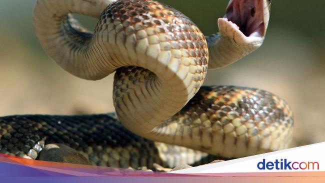 Gara-gara Virus Corona, Peternak Ular di China Rugi Besar