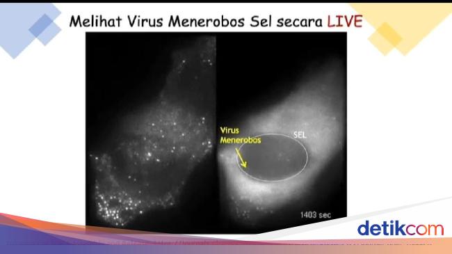 Bagaimana Virus Menginfeksi Sel? Ini Penampakan 'Live' di Bawah Mikroskop