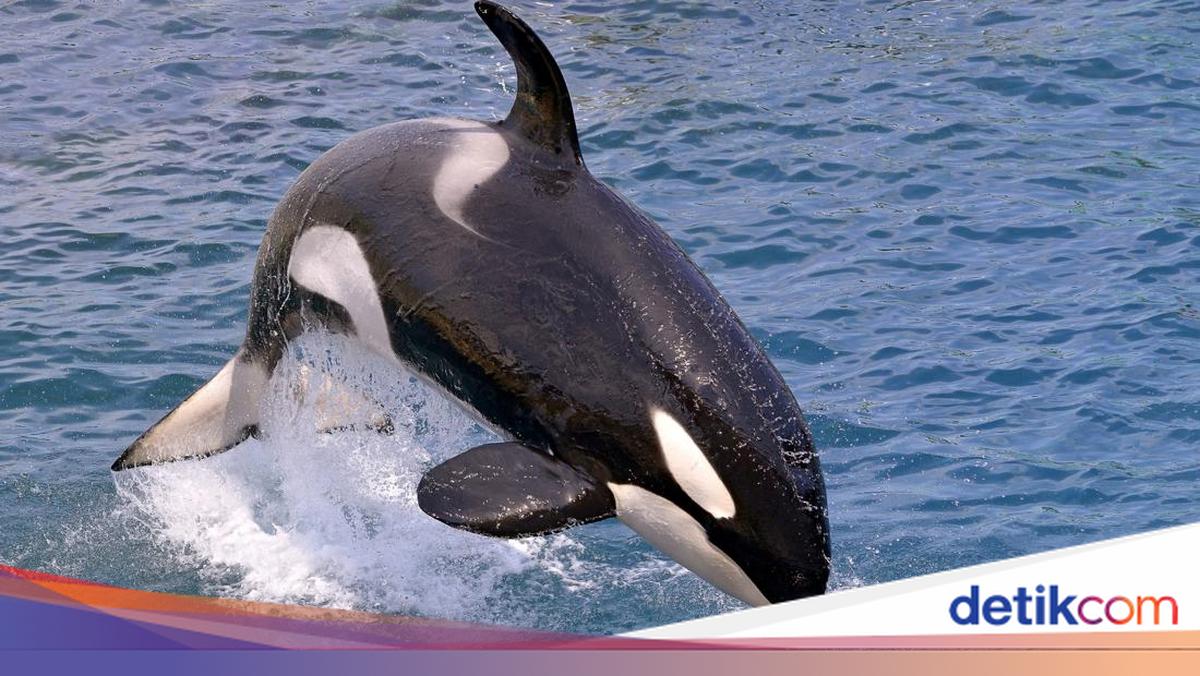 Paus & Orca Simpan Rahasia Virus Kuno di Bawah Laut, Temuan Baru Ilmuwan!