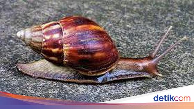 Bekicot Halal atau Haram? Begini Hukumnya dalam Islam