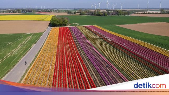 Pesona Ribuan Bunga Tulip Bermekaran di Jerman