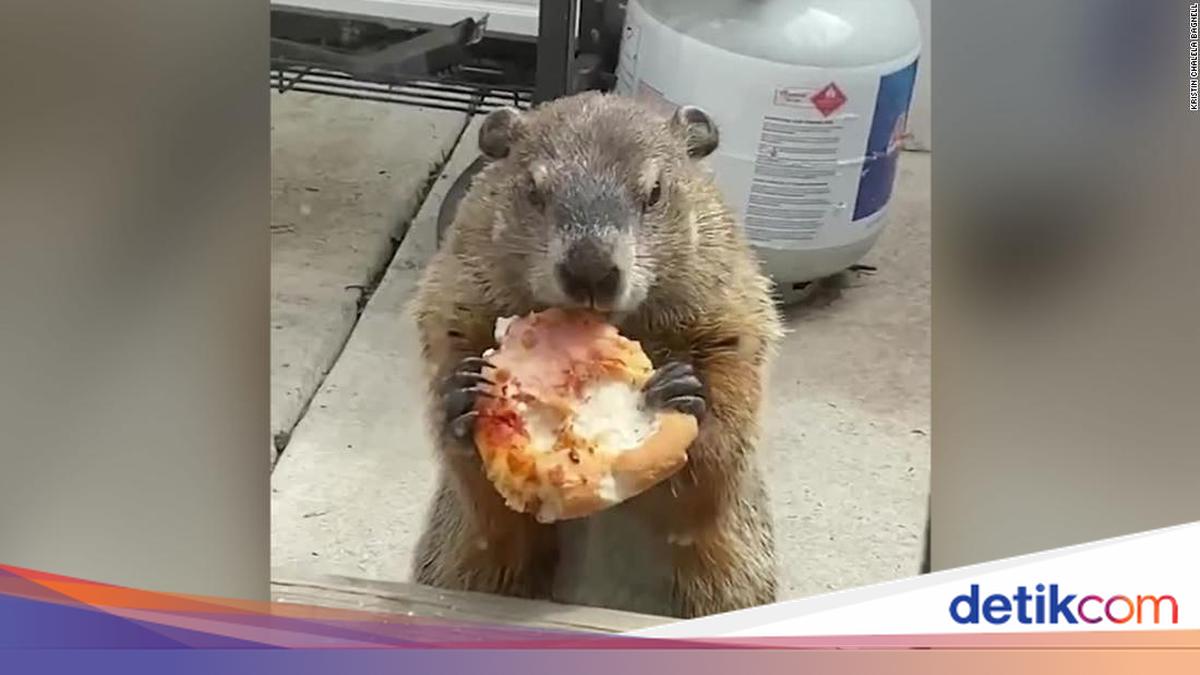 Gemas! Marmot Gendut Ini Asyik Kunyah Pizza di Depan Rumah Warga