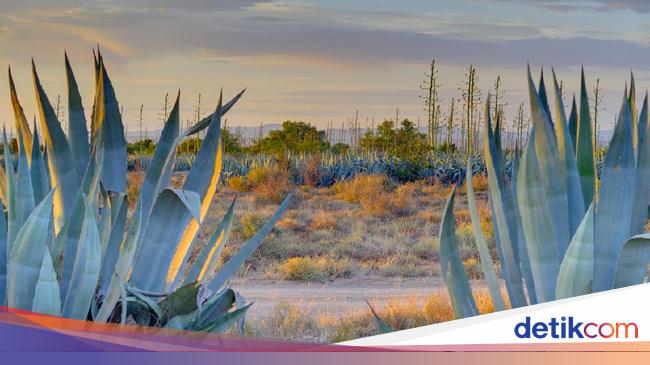 Jenis Flora yang Berkembang di Benua Afrika Bagian Utara