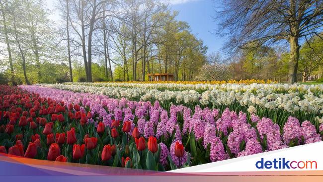 Tak Ada Pengunjung, Taman Bunga Terindah di Dunia Kian Memesona