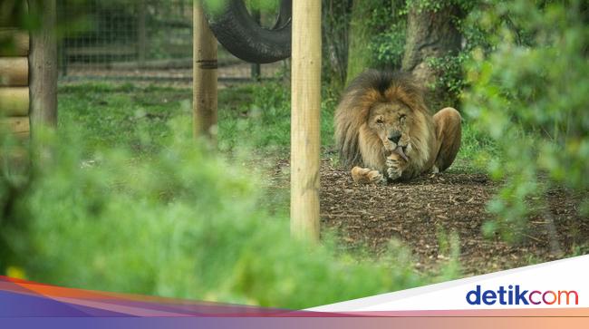 Perbedaan Hewan dan Binatang