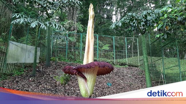Pas Libur Lebaran, Pas Bunga Bangka Raksasa di Kebun Raya Cibodas Mekar ...