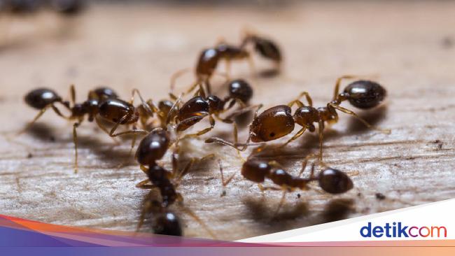 Semut Ternyata Dulunya Punya Sayap