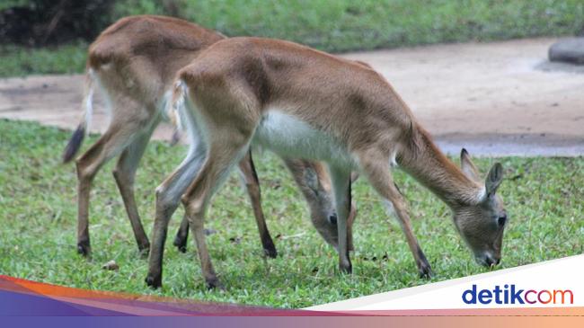 Kisah Sedih dari Bandung Zoo, Rusa dan Angsa akan Jadi Pakan Macan-Harimau