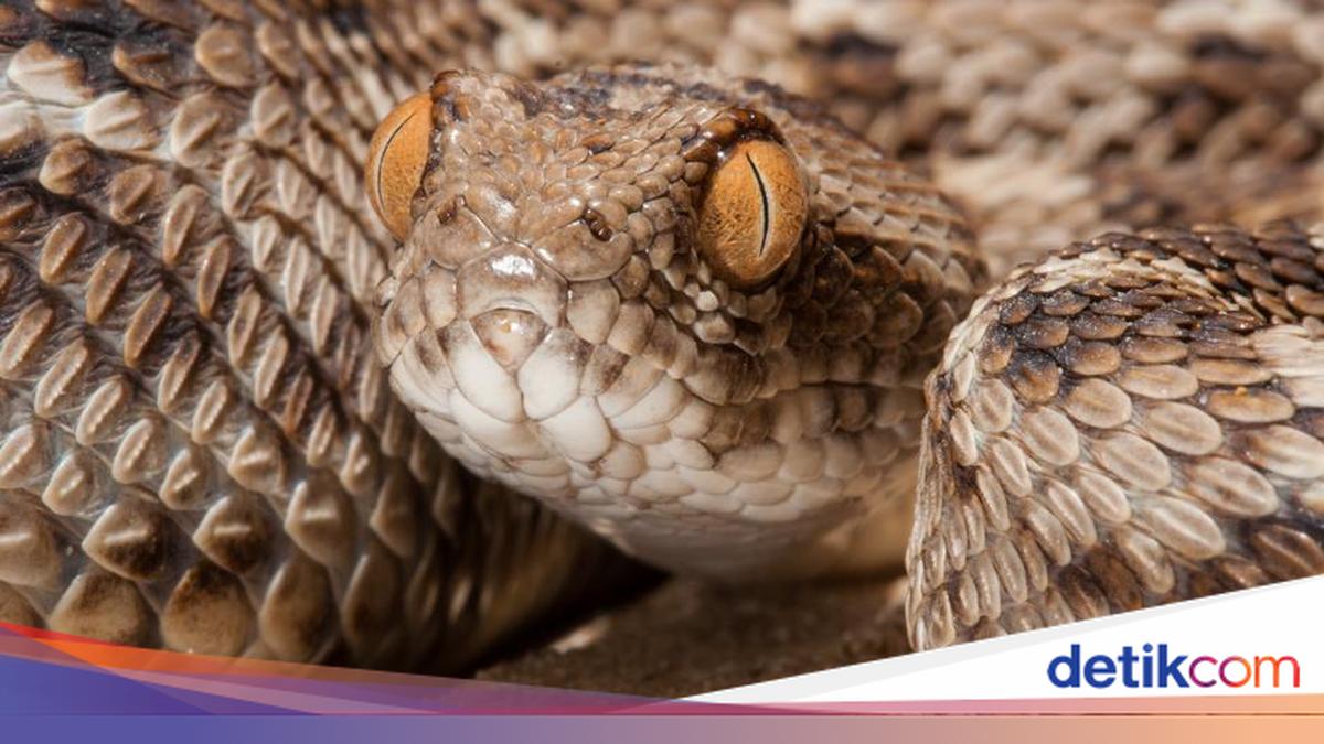 Mengenal Snake Ransomware, 'Ular Berbisa' yang Lumpuhkan Honda