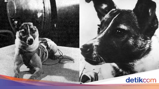 Tak Hanya Manusia, Ini Daftar 10 Hewan yang Pernah ke Luar Angkasa