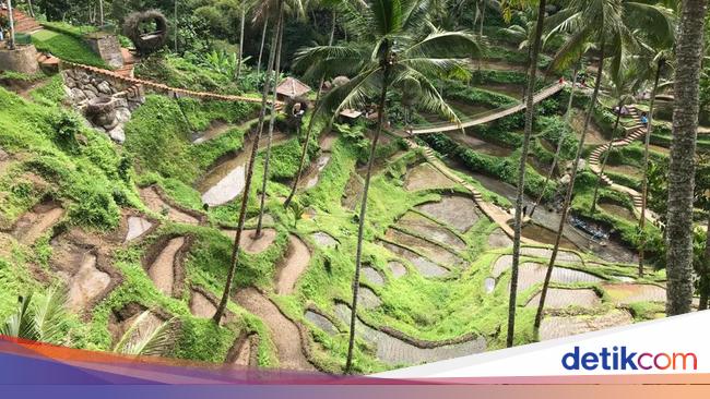 Subak Bali: Pengertian, Sejarah, dan Tujuh Keterikatan Orang Bali