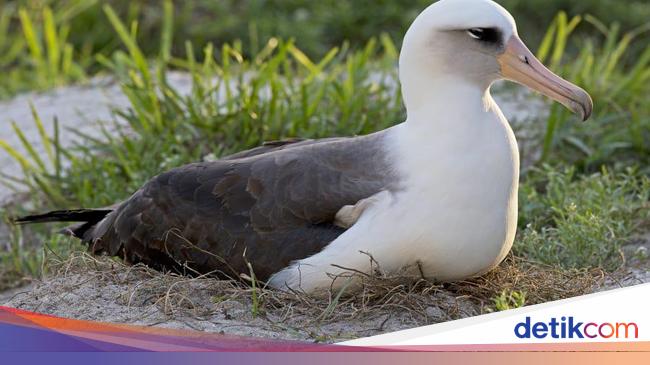 Perubahan Iklim Bikin Banyak Burung Albatros Cerai, Padahal Mereka Setia