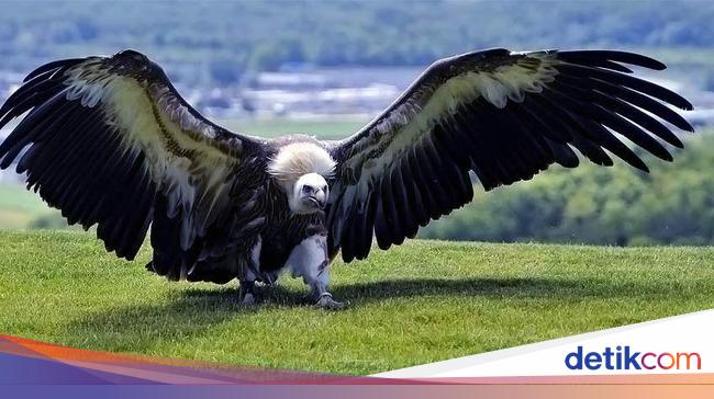 Fakta Burung Raksasa yang Pernah Menghuni Bumi