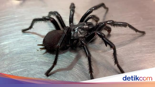 Foto: Laba-laba Raksasa Bernama Dwayne 'The Rock' Johnson