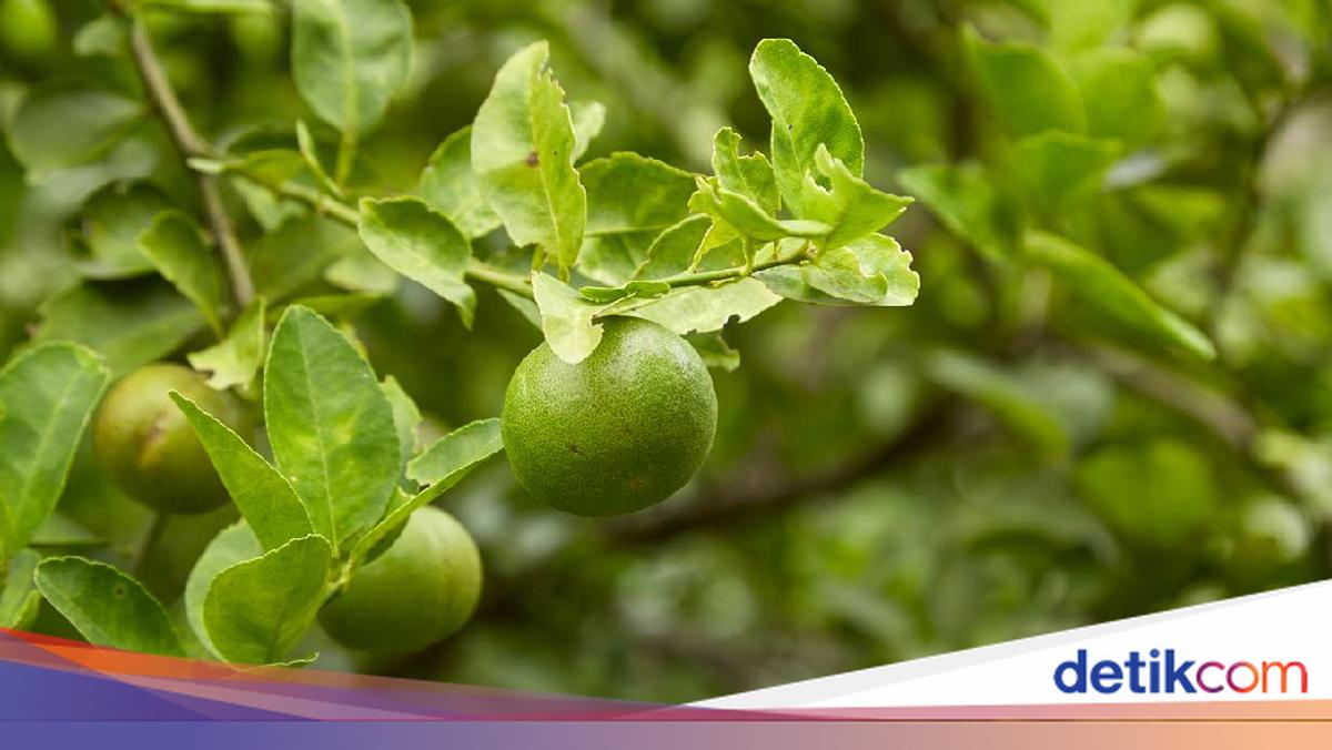 Cara Menanam Jeruk Purut di Rumah, Anti Ribet dan Banyak Manfaatnya