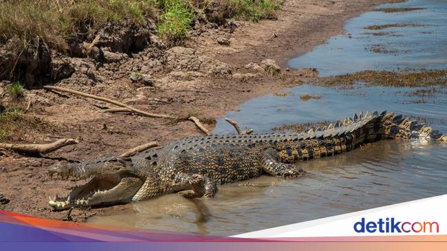 Pulau Ramree, Pulau yang Dihuni Kawanan Buaya Pembantai Manusia
