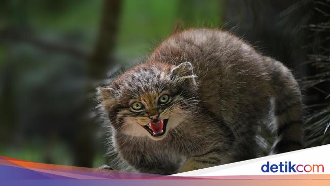 Mengenal Pallas Cat, Kucing Hutan Berbulus Halus yang Sulit Ditangkap