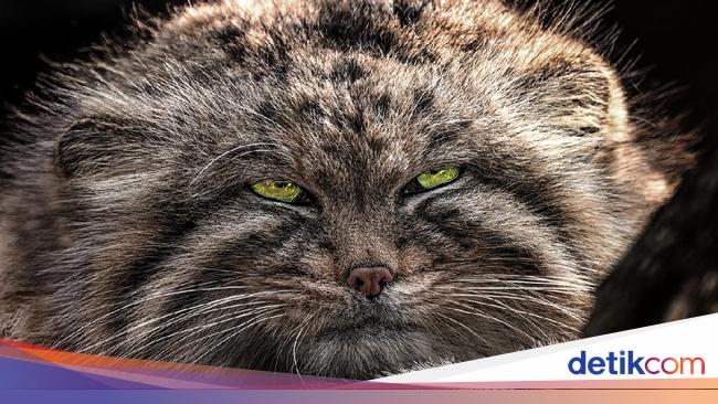 Potret Kucing Pallas Manul, Si Gembul Bermuka Galak