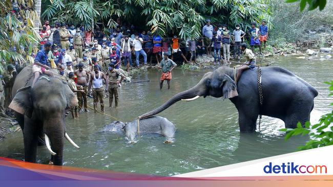 Momen Evakuasi Gajah Hamil yang Mati Usai Makan Nanas Berisi Petasan