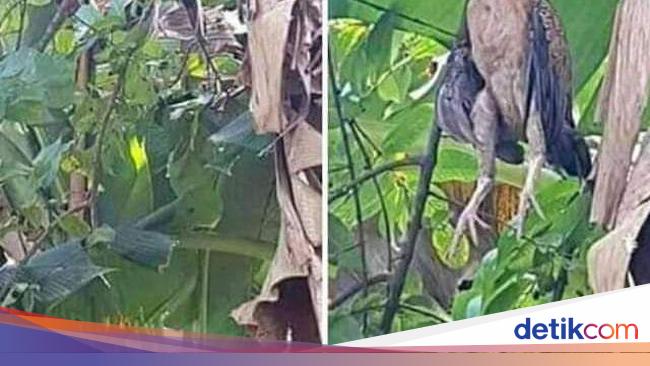 Temukan Ayam 'Bundir' Netizen Tanya Hukumnya Makan Ayam Mati