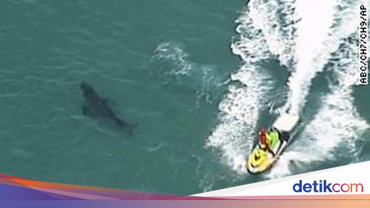 Peselancar Australia Tewas Digigit Hiu Sepanjang Hampir 3 Meter