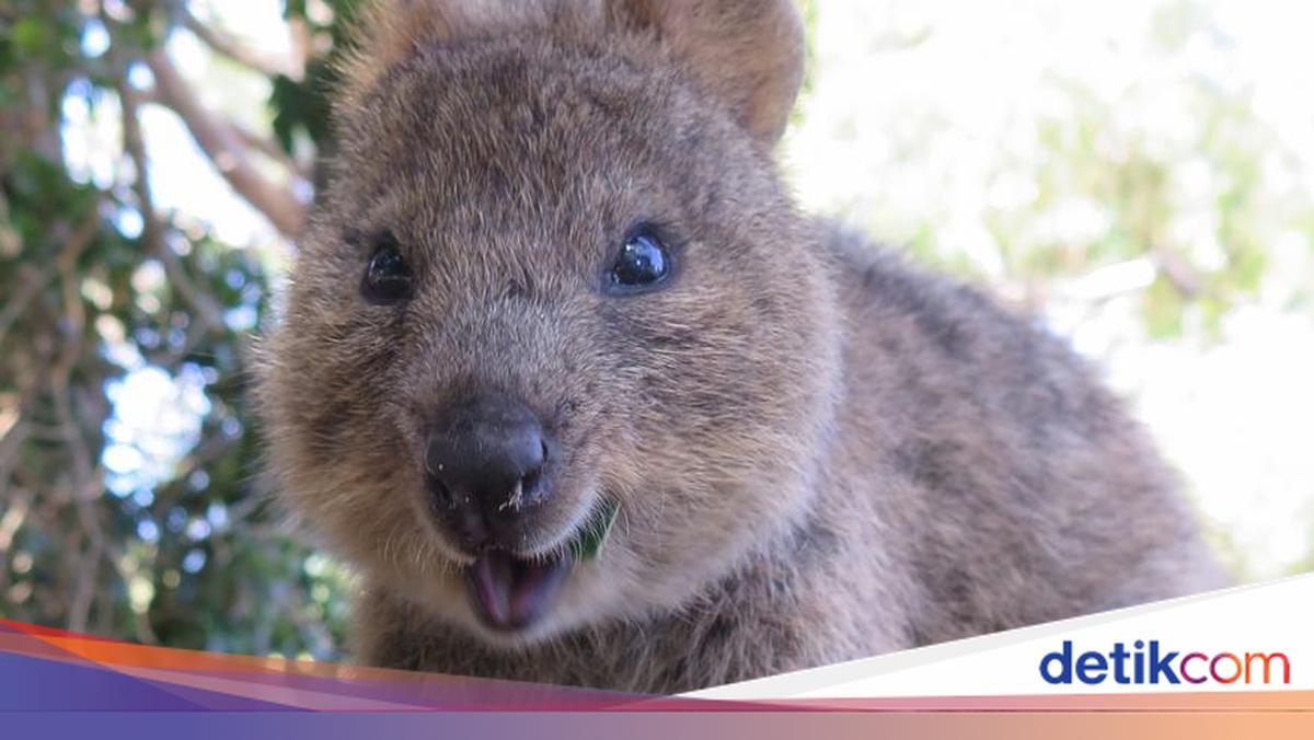 Quokka, Hewan Paling Bahagia di Dunia Tapi Rentan Punah