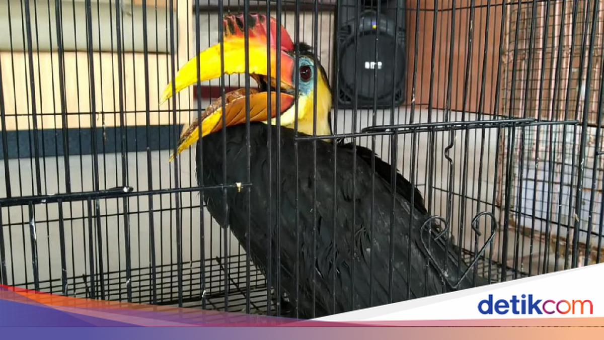Mengenal Burung Enggang, Ciri-ciri dan Maknanya Bagi Suku Dayak