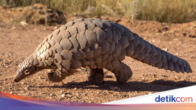 5 Fakta Trenggiling, Hewan Dilindungi yang Sisiknya Banyak Diburu
