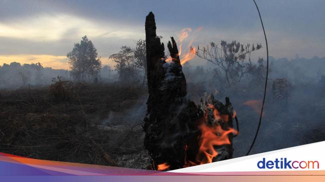 Potret Kebakaran Lahan Gambut di Aceh Barat