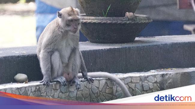 Ngamuk Minta Miras, Monyet Ini Tewaskan 1 Orang dan 250 Luka-Luka