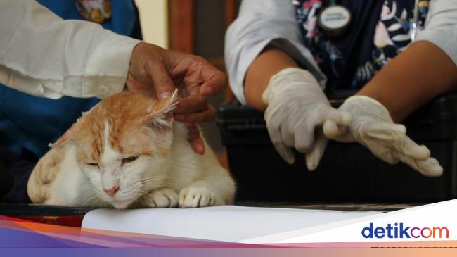 3 Penyakit yang Bisa Menular dari Hewan Peliharaan, Wajib Waspada!