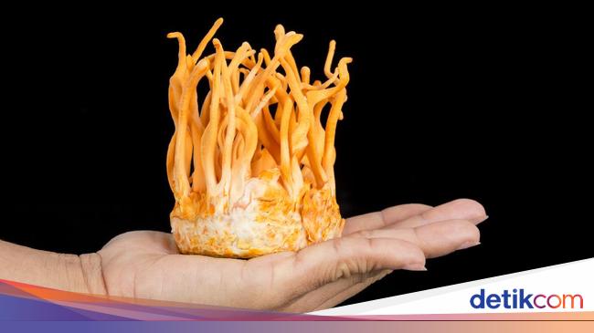 4 Manfaat Jamur Cordyceps, Beneran Bikin Jadi Zombie ala 'The Last of Us'?