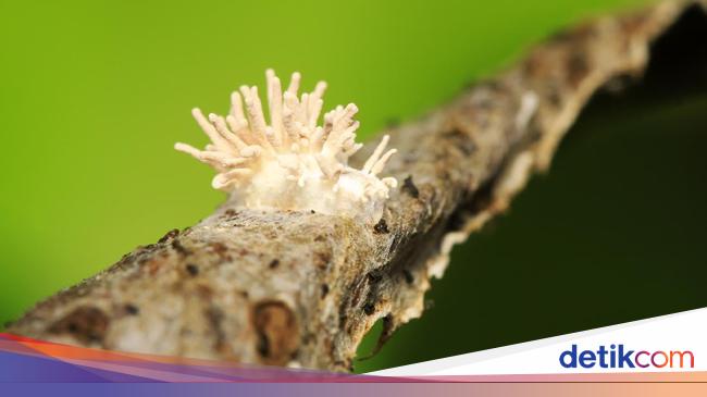 Pelajaran Penting dari Jamur Cordyceps di Film The Last of Us