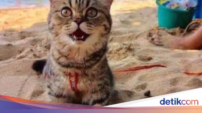Gemasnya Potret Kucing yang Perdana ke Pantai