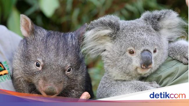 Persahabatan Koala dan Wombat yang Menggemaskan