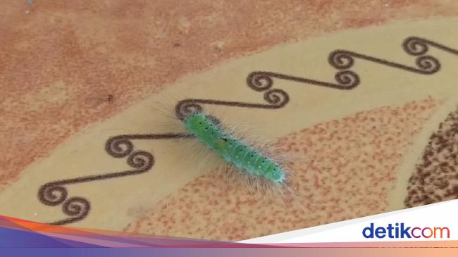 Ribuan Ulat Hijau Teror Warga Desa di Pasuruan