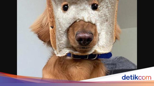 Gemas! Begini Jadinya Kalau Anjing Pakai Topeng Roti Tawar