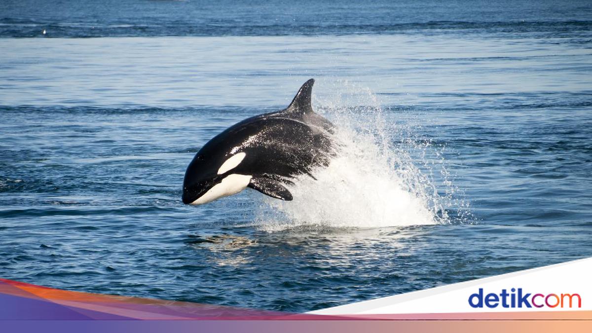 Kebohongan Besar di Balik Viral Jessica Radcliffe Diserang Paus Orca