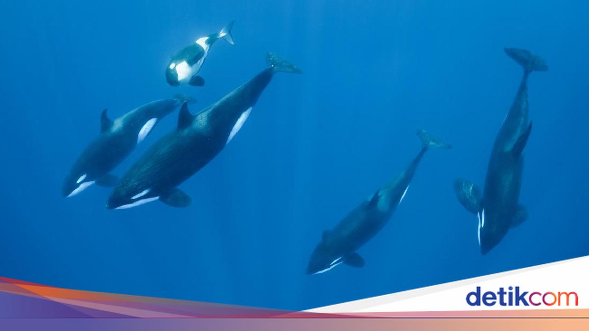 Momen Mengerikan 60 Paus Pembunuh Mangsa Seekor Paus Biru