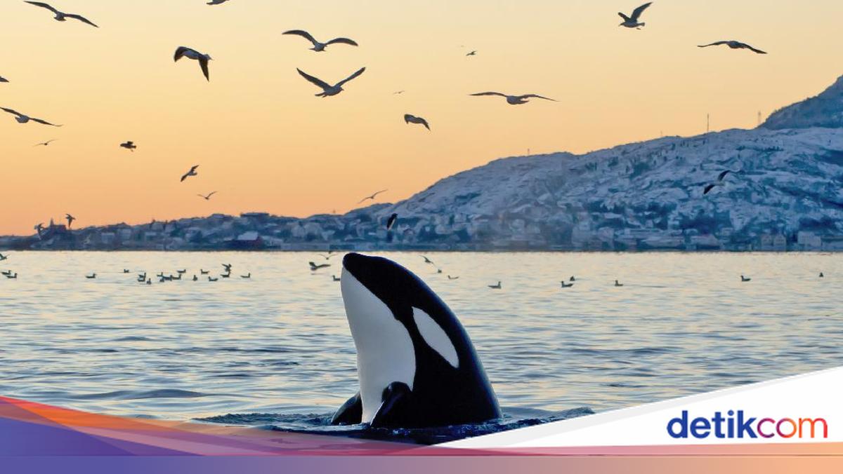 Viral Jessica Radcliffe Tewas Diserang Paus Orca, Ternyata Hoax Bikinan AI
